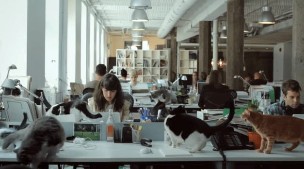 Benefits of Having a Cat in the Workplace (7 Reasons You Need One ...