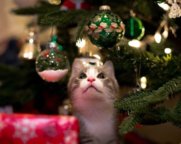 Do Cats Eat Christmas Trees? Toxicity & Safety Facts | Hepper Pet Resources