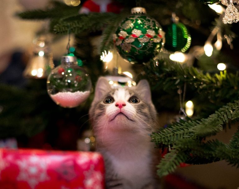 How to Dog-Proof a Christmas Tree: 13 Vet-Approved Tips & Tricks ...