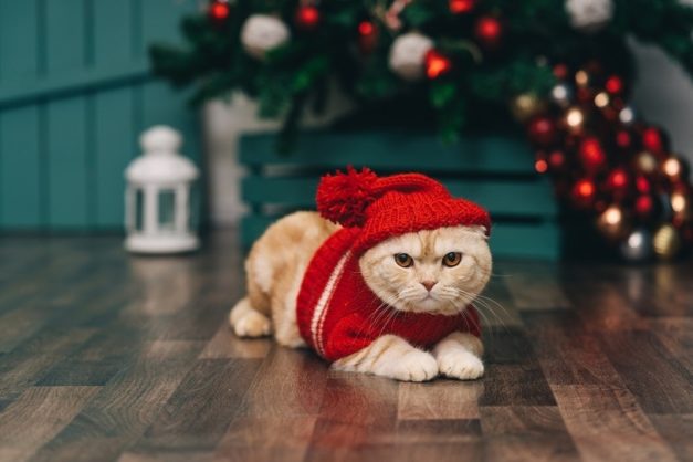 22 Cat Holiday Cards for Christmas, Valentine’s & More | Hepper Pet ...