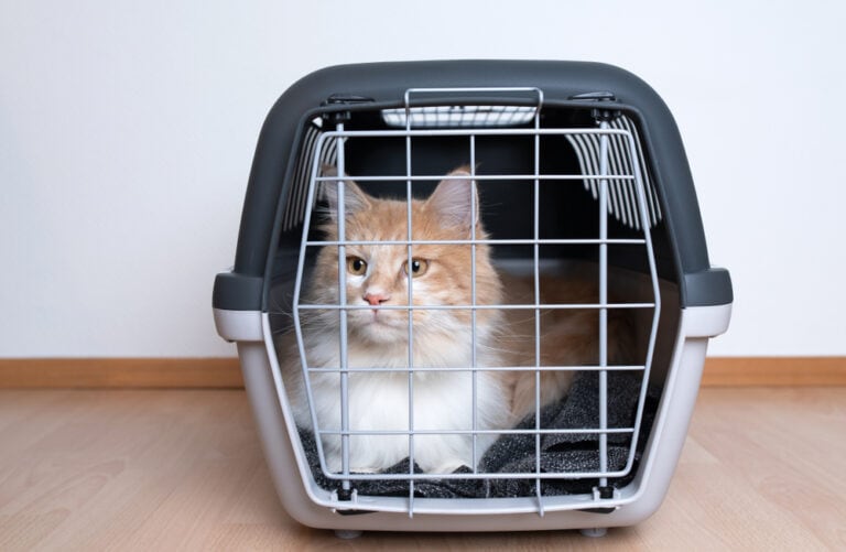 How Much Does It Cost to Fly a Cat Internationally? (2025 Price Guide) | Hepper Pet Resources