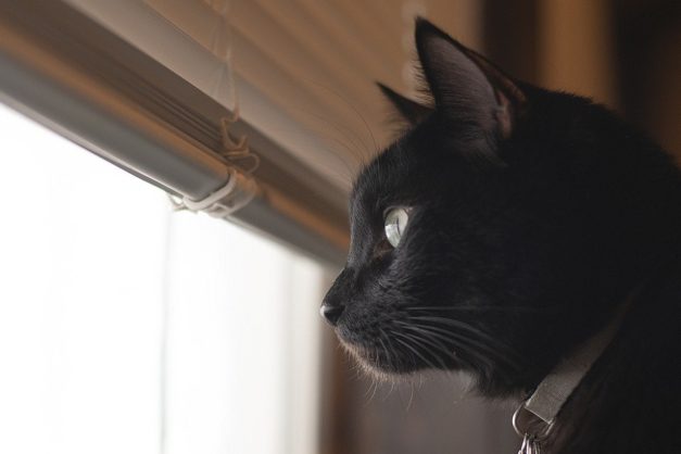 Why Do Cats Love to Look Out of Windows? 10 Reasons For This Behaviour ...