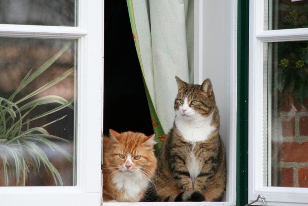 9 Reasons Why Your Cat's Nose Is Changing Color: Vet Reviewed Answer ...