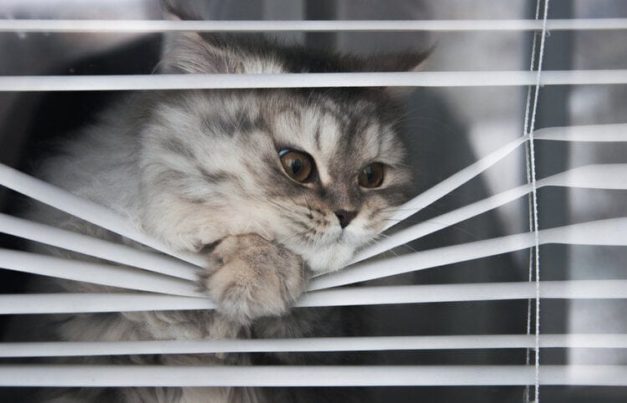 Why Do Cats Love to Look Out of Windows? 10 Reasons For This Behaviour ...