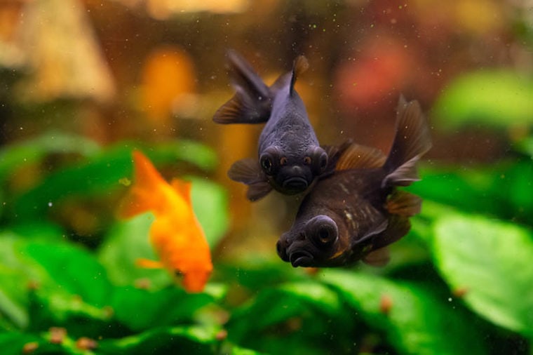 Black Moor Goldfish: Care Guide, Varieties, Lifespan & More (with ...