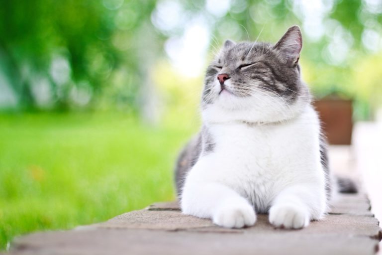 National Cat Day USA: October 29, 2026 - How To Celebrate! | Hepper Pet ...