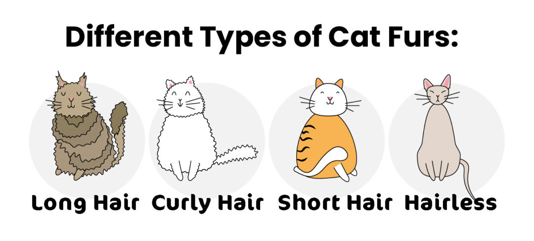 The Human's Guide to Cat Hair: Types, Lengths & More | Hepper Pet Resources