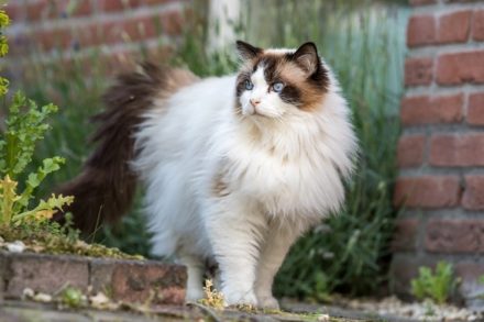 How Much Does a Ragdoll Cat Cost? 2025 Price Guide | Hepper Pet Resources