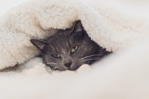 5 Reasons Why Your Cat Burrows Under Blankets (Cat Behavior Explained ...