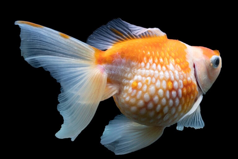 Goldfish Price: How Much Does a Pet Goldfish Cost in 2025? | Hepper Pet ...