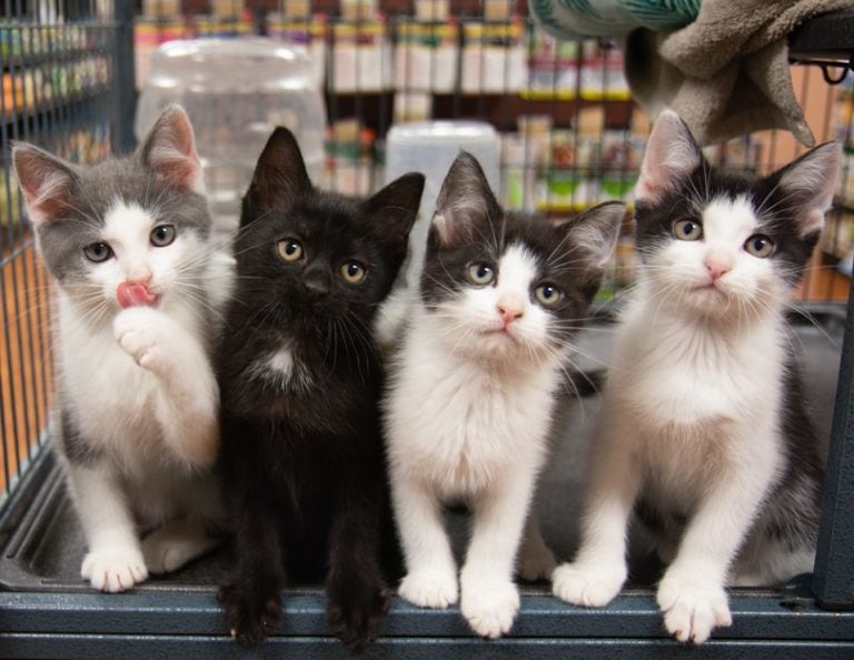 12 Incredible Pet Spending Statistics & Facts (2026 Update) | Hepper ...