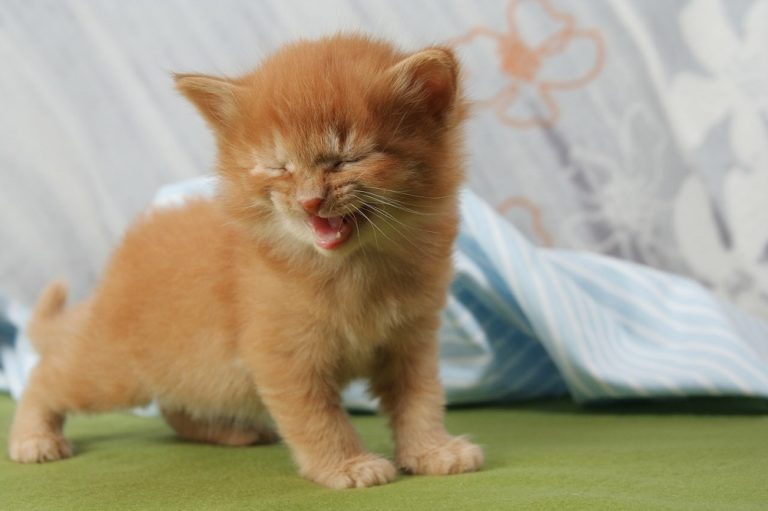 Cat Communication 101: Cat Body Language & Meowing | Hepper Pet Resources