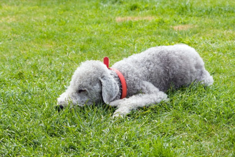 31 English Dog Breeds: Dogs Native to England (With Info & Pictures ...