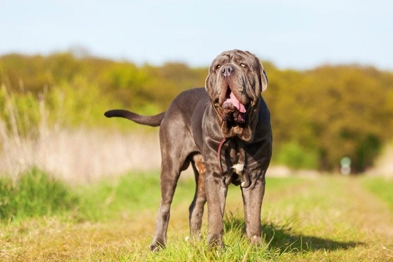 Do Mastiffs Drool a Lot? Plus 8 Ways to Manage the Slobber | Hepper Pet ...