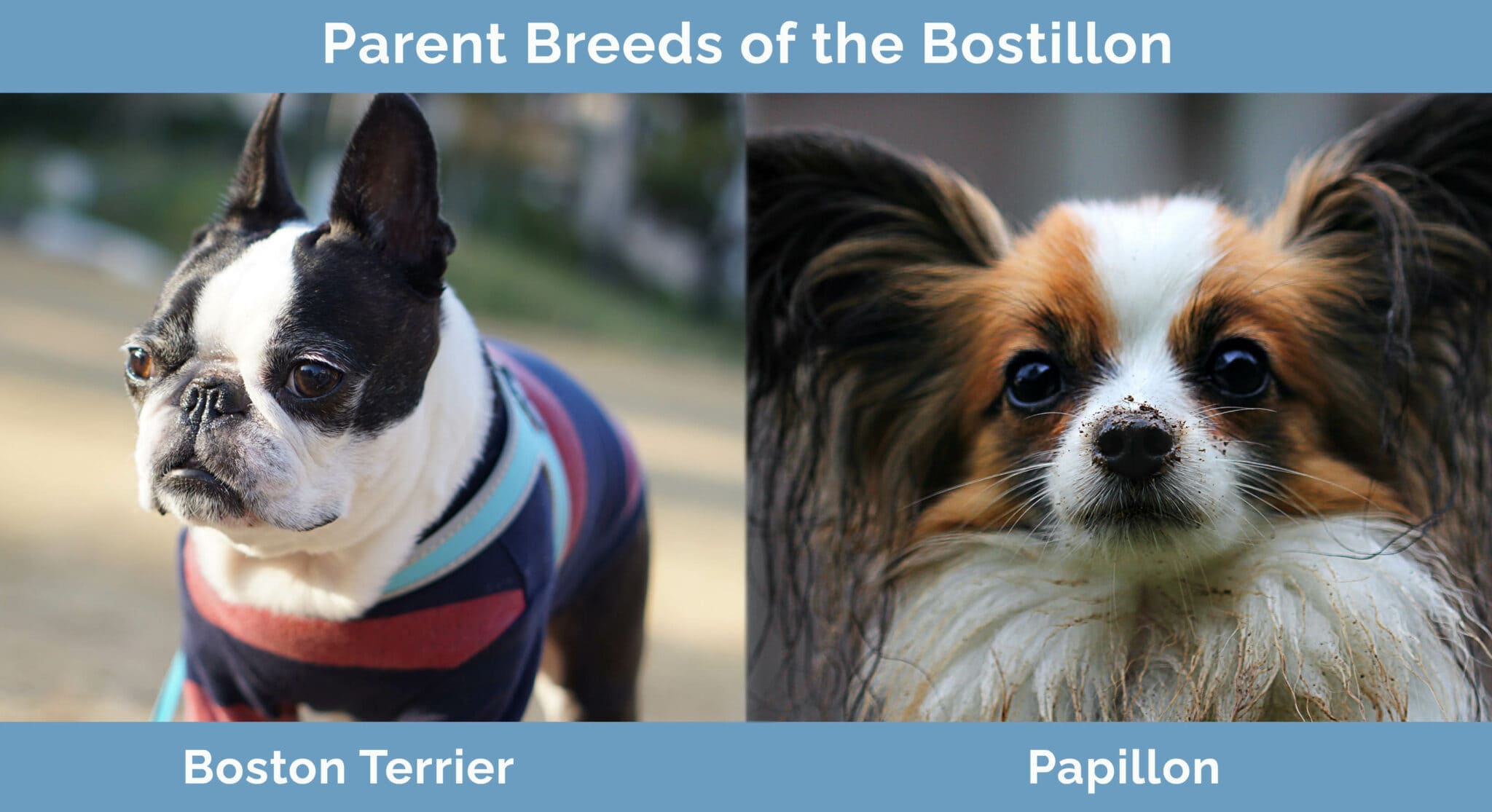 Bostillon (Boston Terrier & Papillon Mix): Info, Pictures, Care & More ...