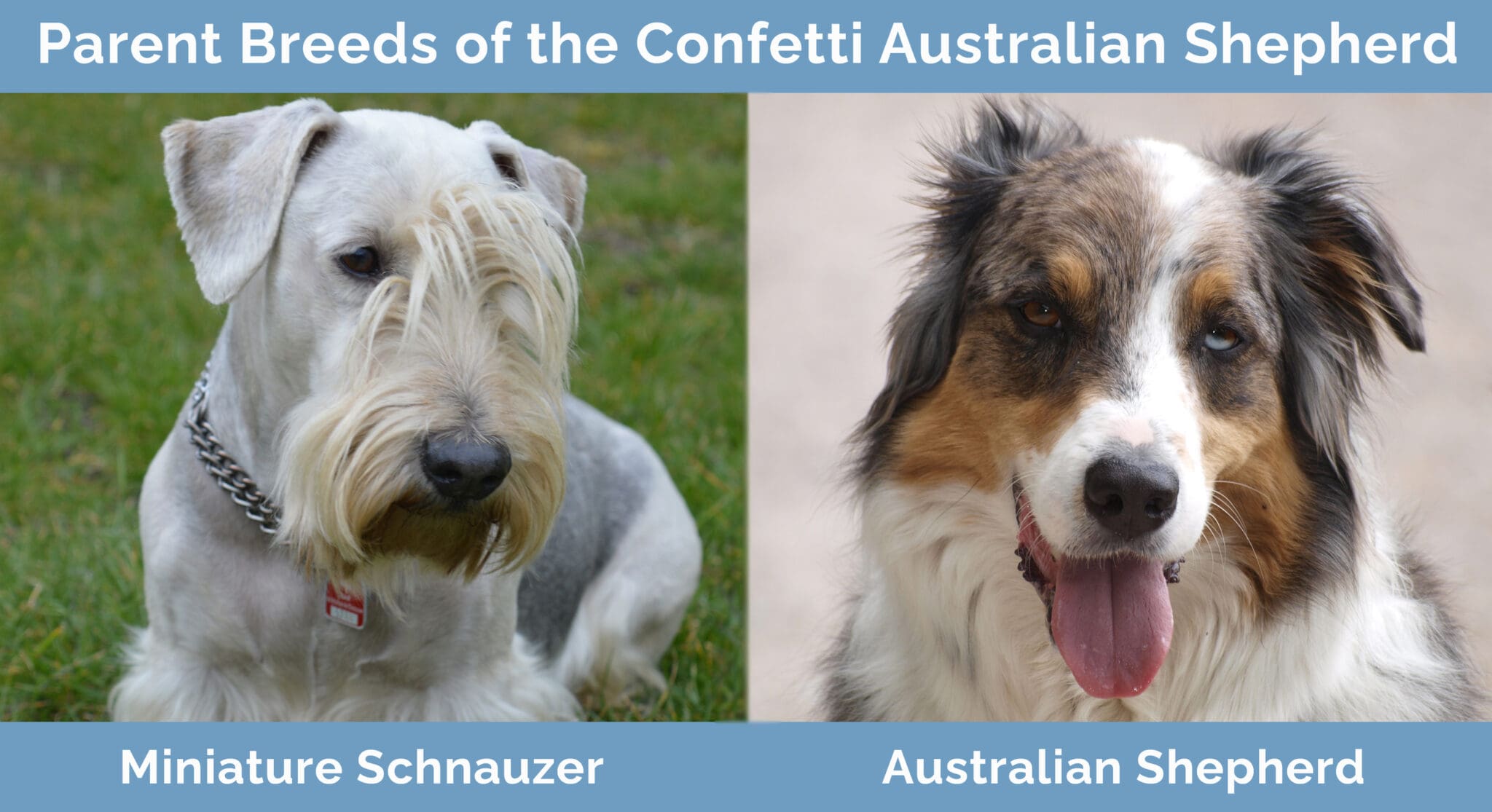 Confetti Australian Shepherd (Mini Schnauzer & Aussie Shepherd): Info ...