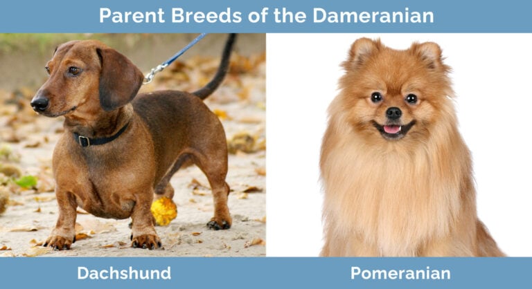 Dameranian (Dachshund & Pomeranian Mix): Info, Pictures, Facts | Hepper ...