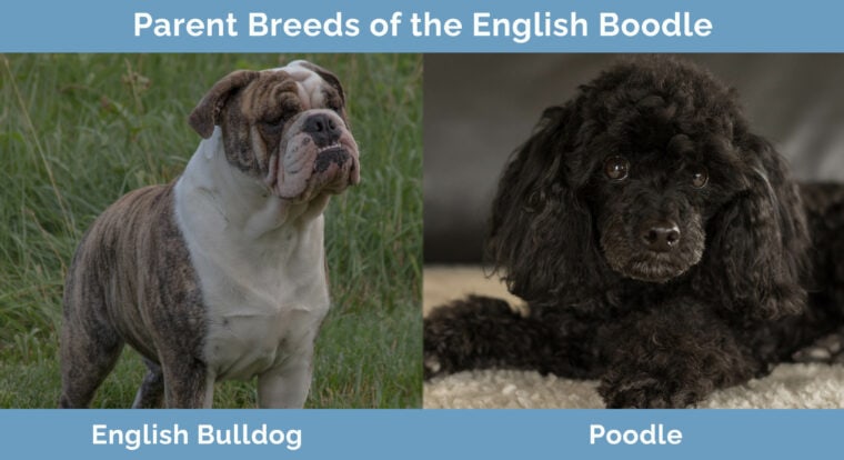 English Boodle (English Bulldog & Poodle Mix): Info, Pictures & Facts ...