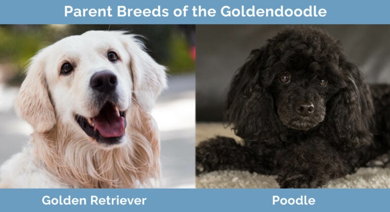 Goldendoodle (Golden Retriever & Poodle Mix): Info, Pictures & Traits ...