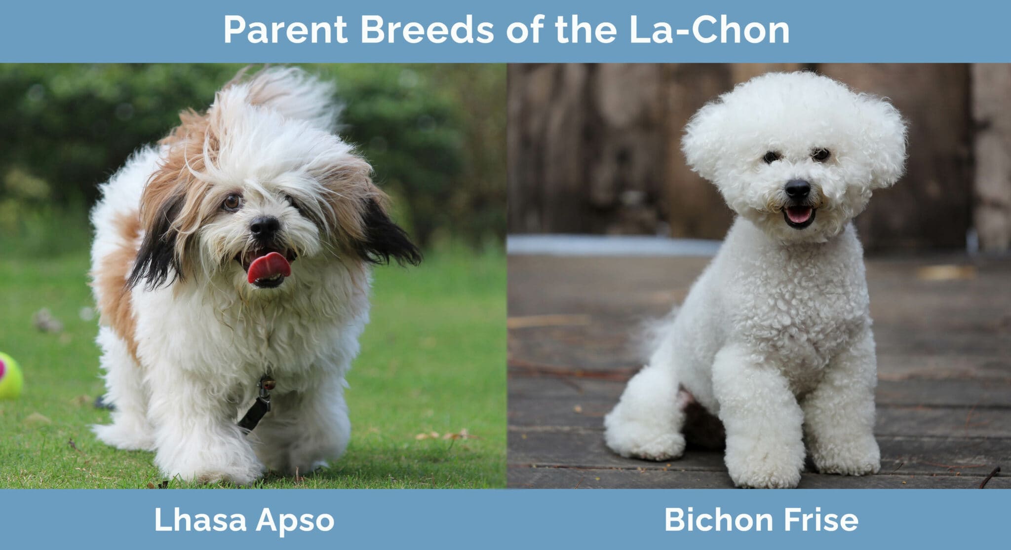 La-Chon (Bichon Frise & Lhasa Apso Mix): Info, Pictures, Traits & Facts ...