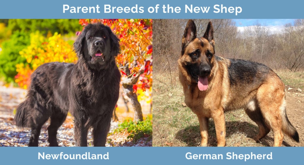 New Shep (Newfoundland & German Shepherd Mix): Info, Pictures & More ...