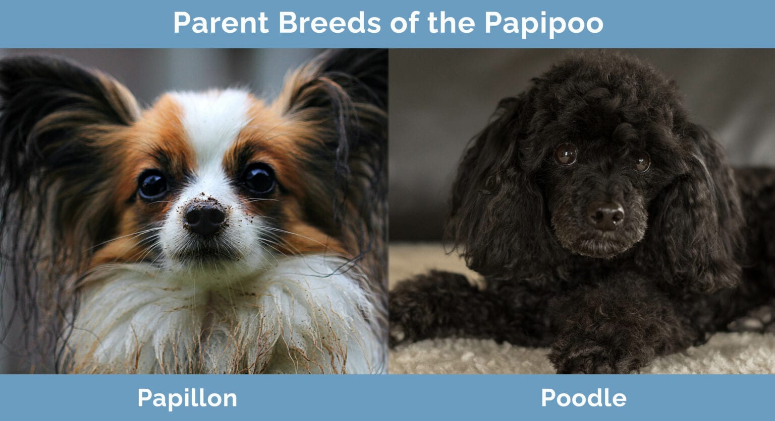 Papipoo (Papillon & Poodle Mix): Info, Pictures, Puppies & Facts ...