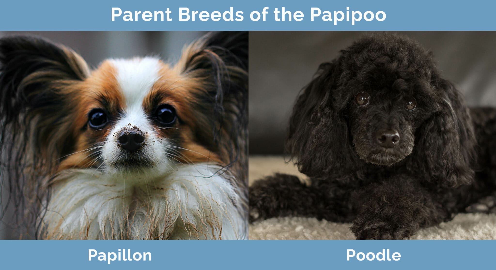 Papipoo (Papillon & Poodle Mix): Info, Pictures, Puppies & Facts ...