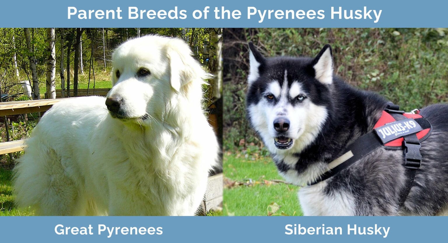 Pyrenees Husky (Great Pyrenees & Husky Mix): Info, Pictures, Traits ...