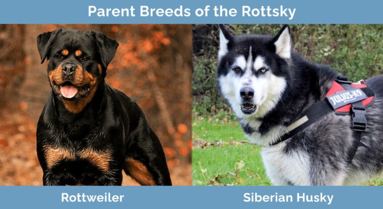 Rottsky (Rottweiler & Siberian Husky Mix): Info, Pictures, Traits ...