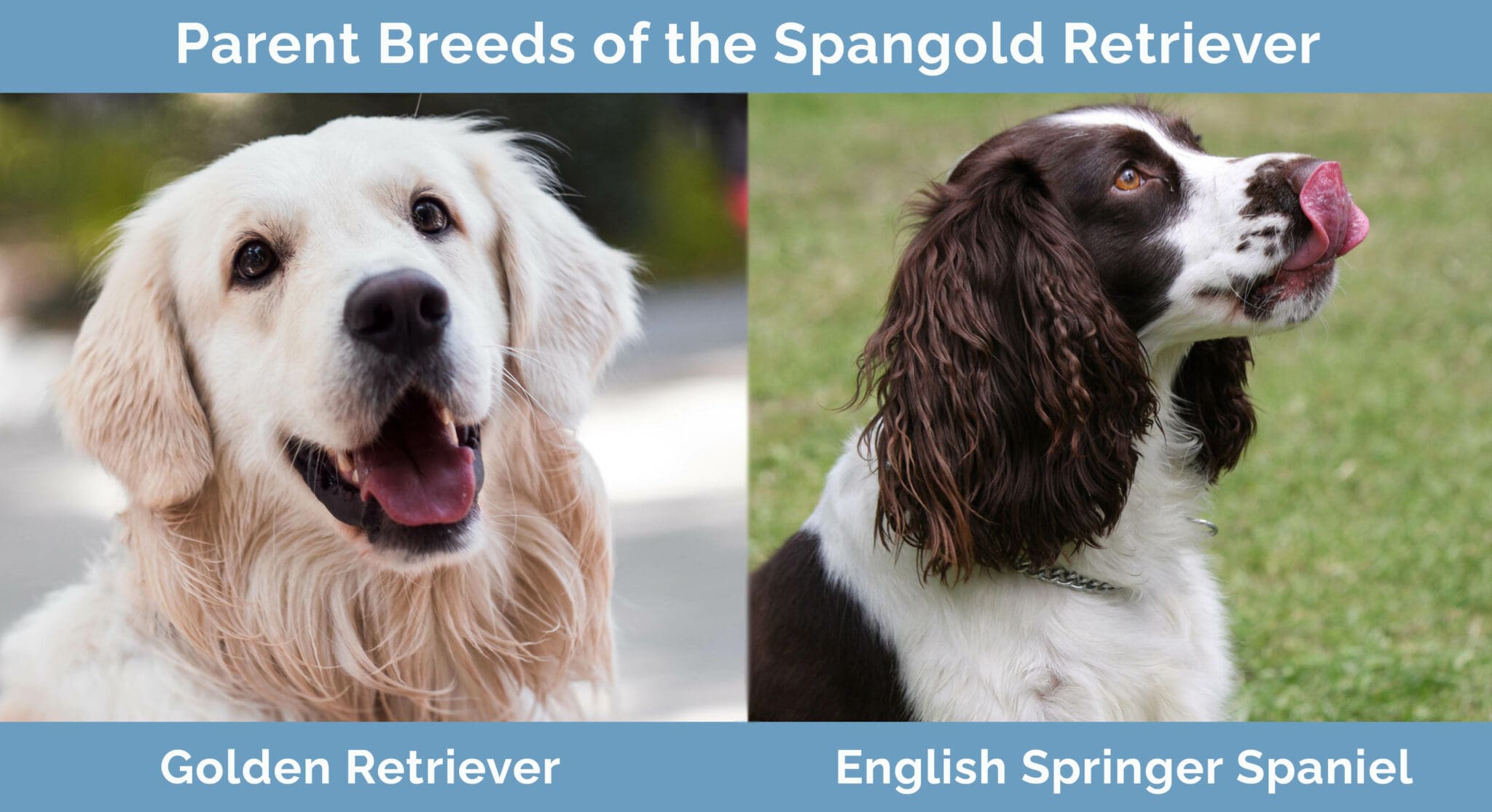 Spangold Retriever Dog Breed Info: Pictures, Personality & Facts ...