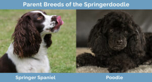 Springerdoodle (Springer Spaniel & Poodle Mix): Info, Pictures & More ...