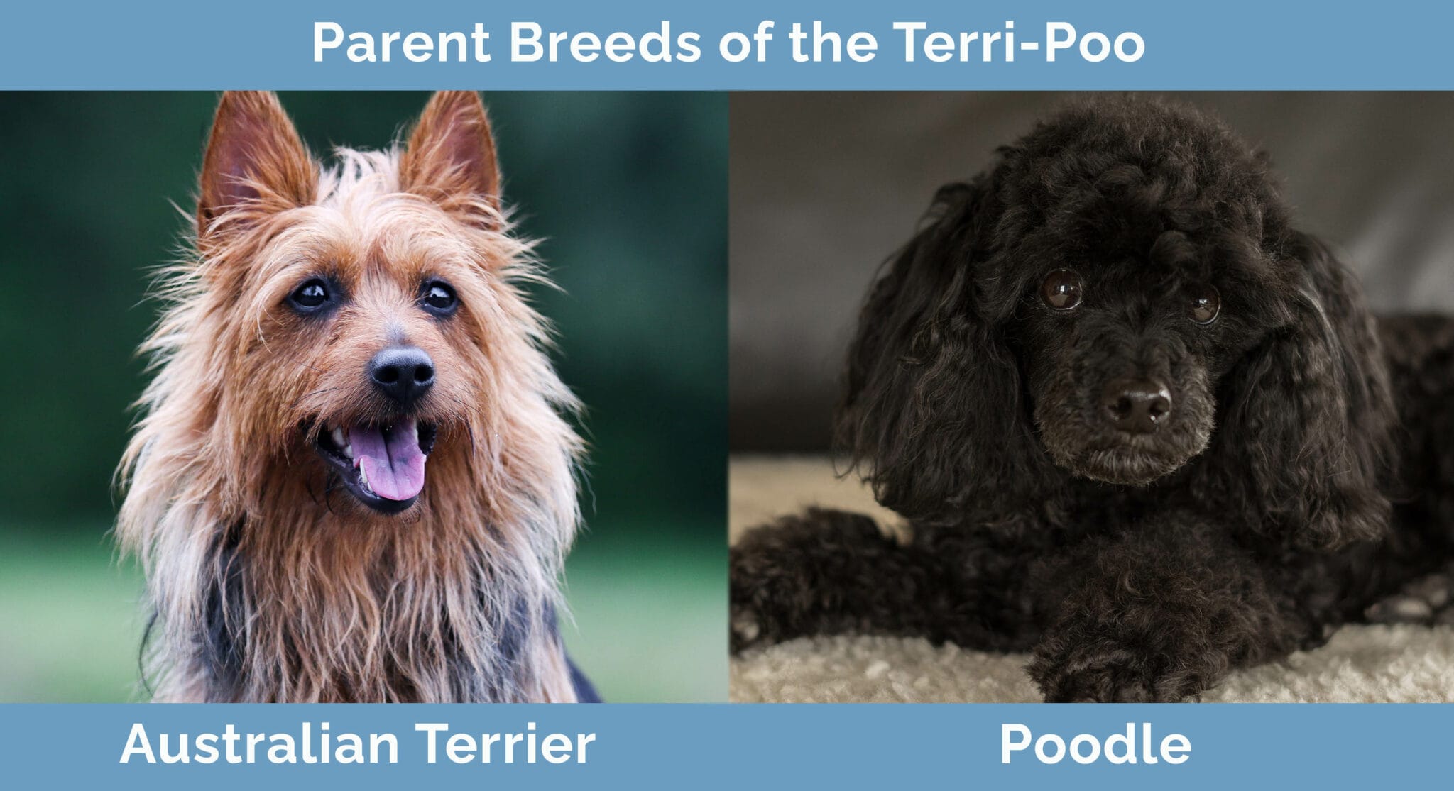 Terri-Poo (Australian Terrier & Poodle Mix): Info, Pictures, Traits ...