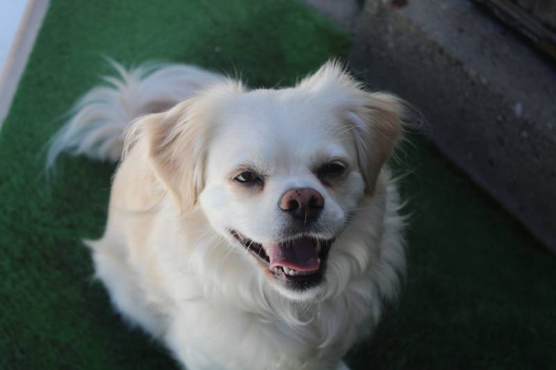 Peekapoo (Poodle & Pekingese Mix): Info, Pictures, Traits, Facts ...