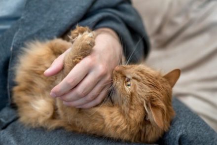 Why Does My Cat Chew on My Fingers? 8 Likely Reasons | Hepper Pet Resources
