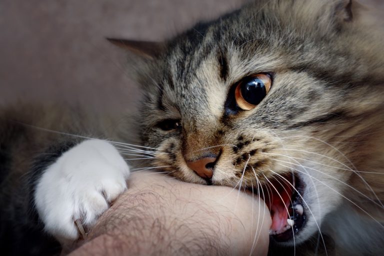 Cat Bite Infections: 13 Critical Vet-Approved Signs to Watch For ...
