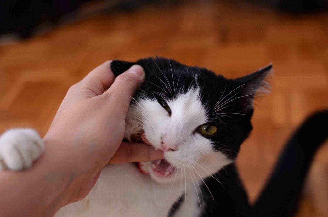 Why Does Your Cat Grab Your Hand & Bite You? 8 Vet-Verified Reasons ...