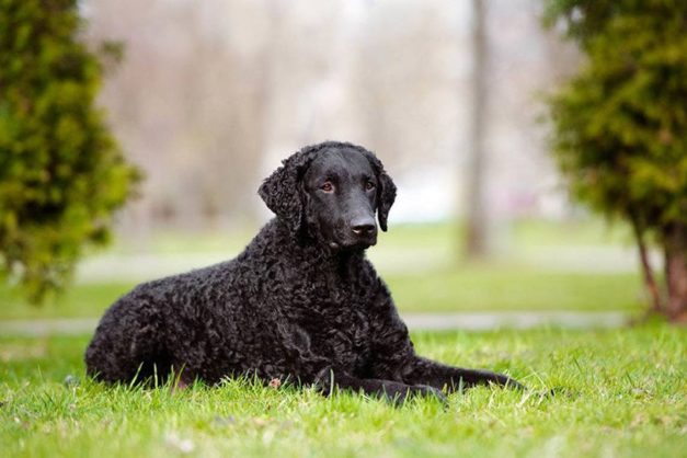 31 English Dog Breeds: Dogs Native to England (With Info & Pictures ...