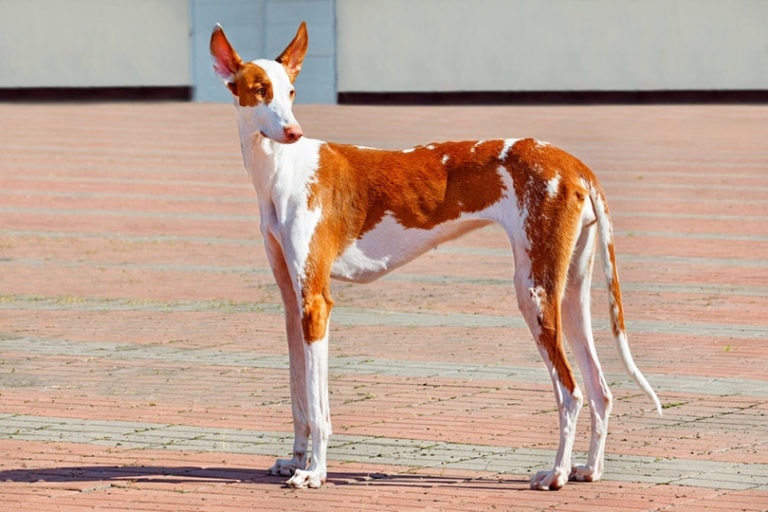 26 Spanish Dog Breeds: Info, Pictures & History of Pups From Spain ...