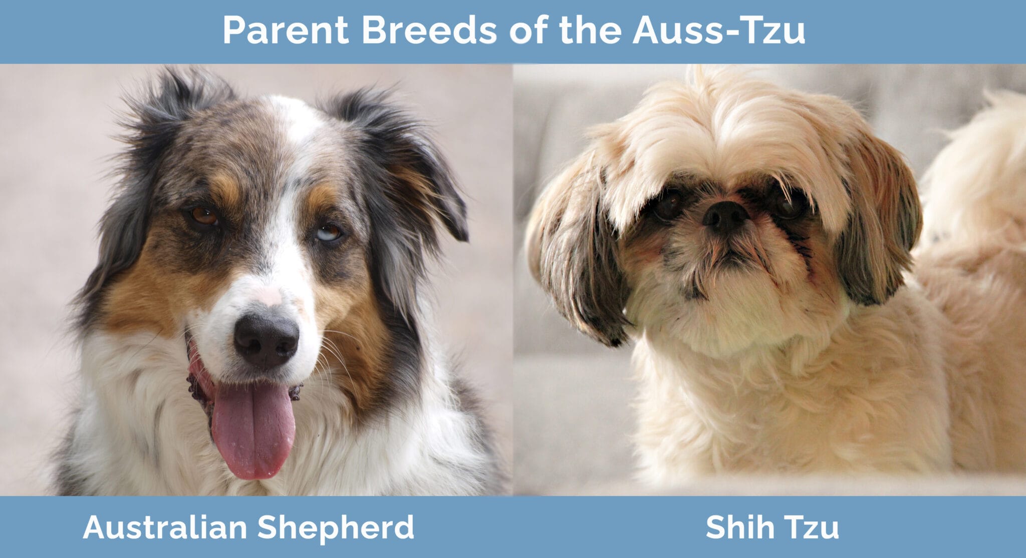 Auss-Tzu (Australian Shepherd & Shih-Tzu Mix) Info, Pictures, Care ...