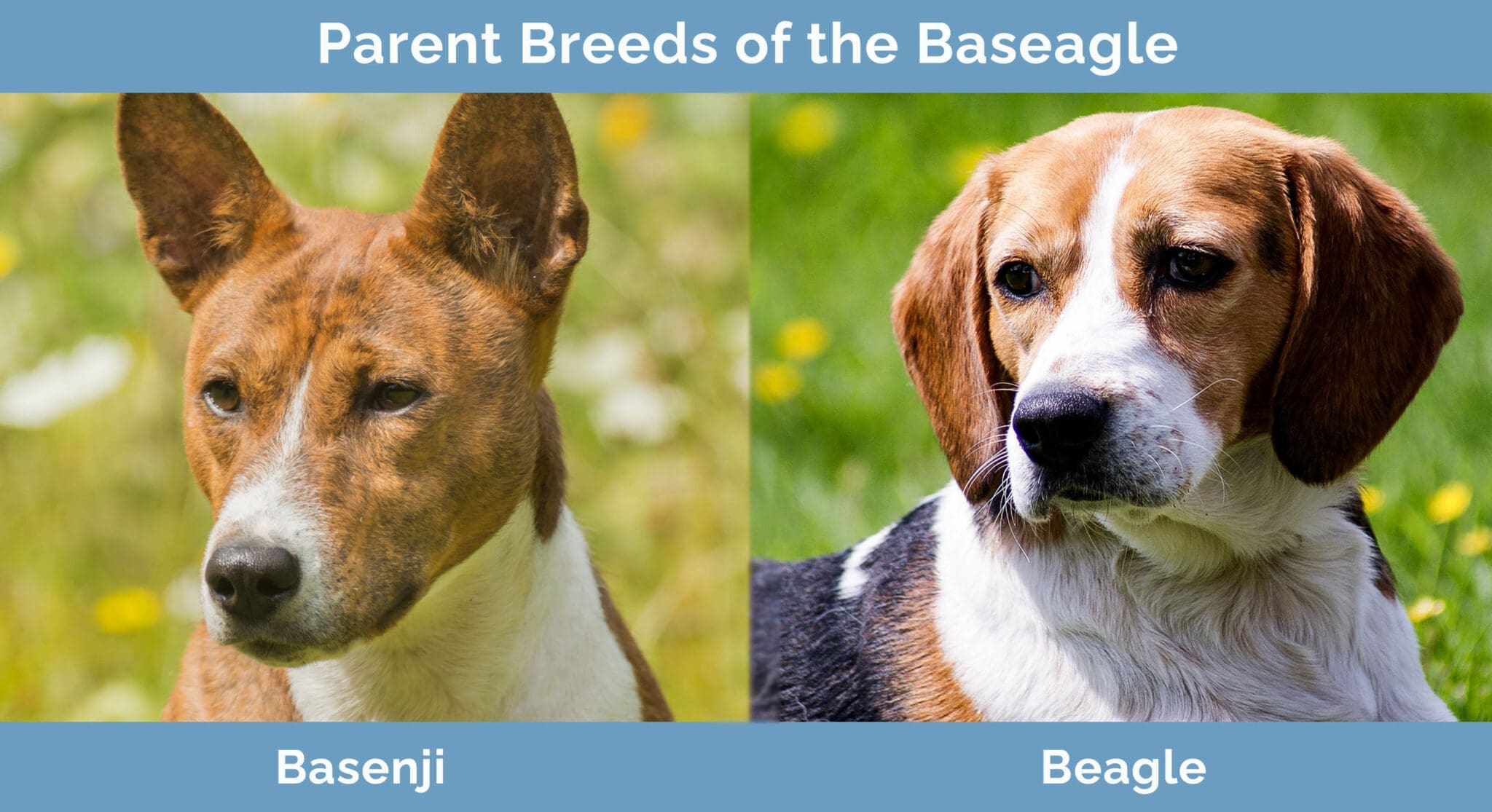 Baseagle (Basenji & Beagle Mix): Info, Pictures, Facts | Hepper Pet ...