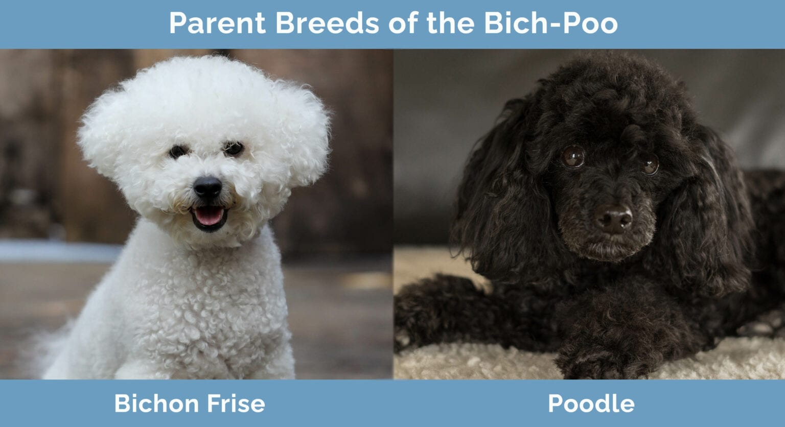 Bich-Poo (Bichon Frise & Poodle Mix): Info, Pictures, Facts | Hepper ...