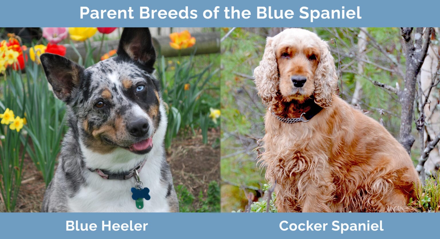 Blue Spaniel (Blue Heeler & Cocker Spaniel Mix): Info, Pictures, Traits ...
