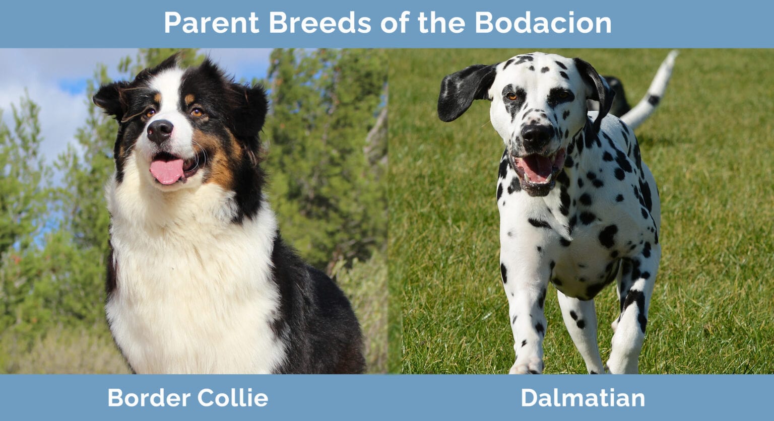 Bodacion (Border Collie & Dalmatian Mix): Info, Pictures, Traits ...