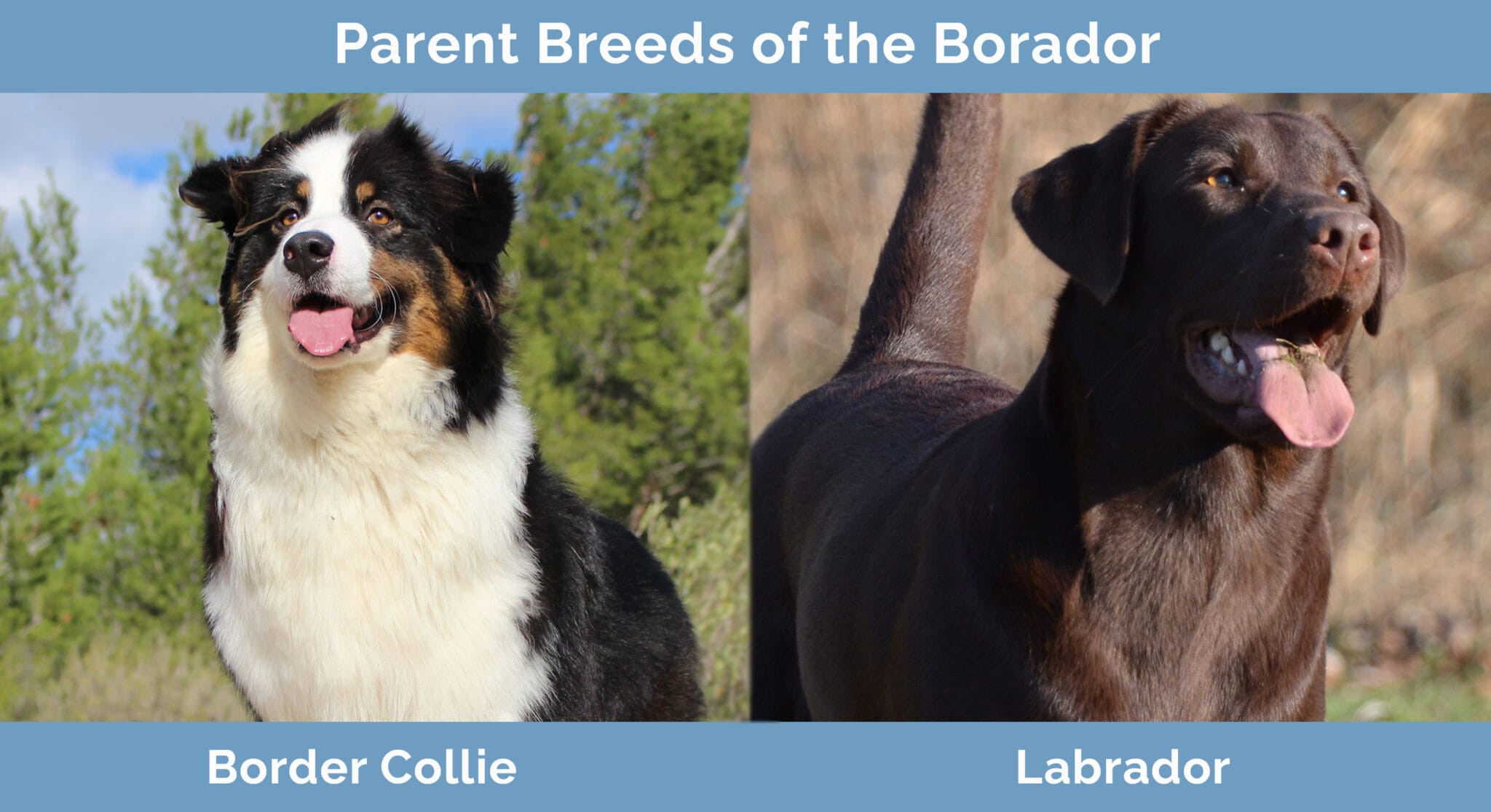 Borador (Border Collie & Lab Mix): Info, Pictures, Facts, Traits ...