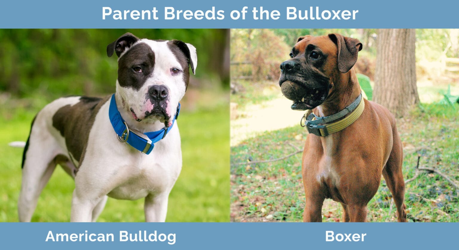 Bulloxer (Boxer & American Bulldog Mix): Info, Pictures, Traits & Facts ...