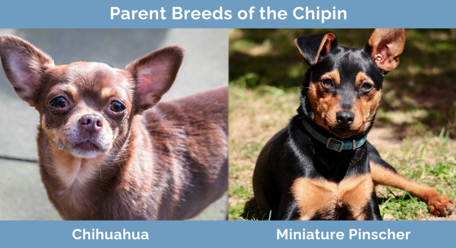 Chipin (Chihuahua & Miniature Pinscher Mix) Info, Pictures, Traits ...