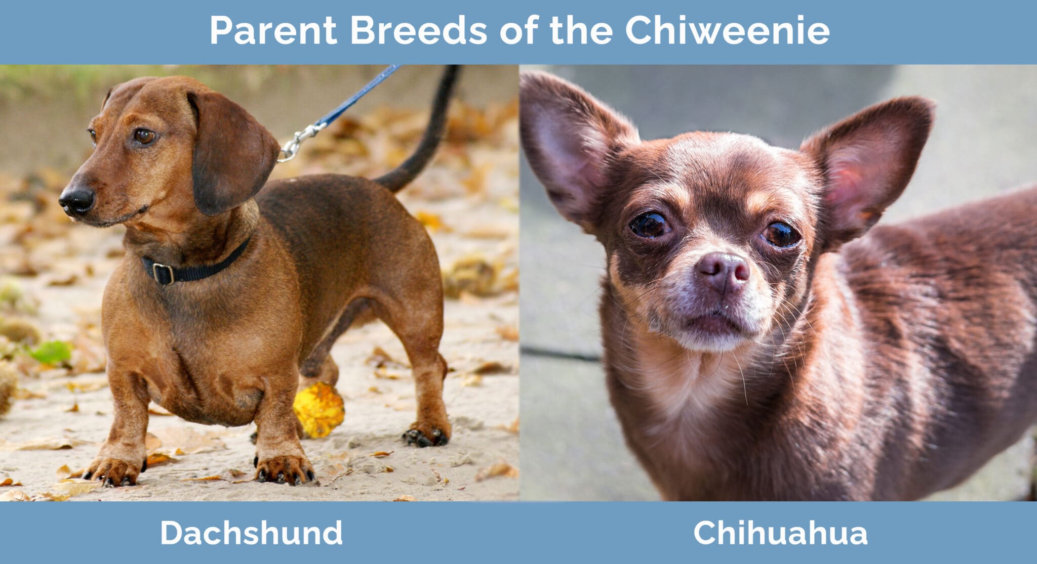 Chiweenie (Dachshund & Chihuahua Mix) Info, Pictures, Care & More ...