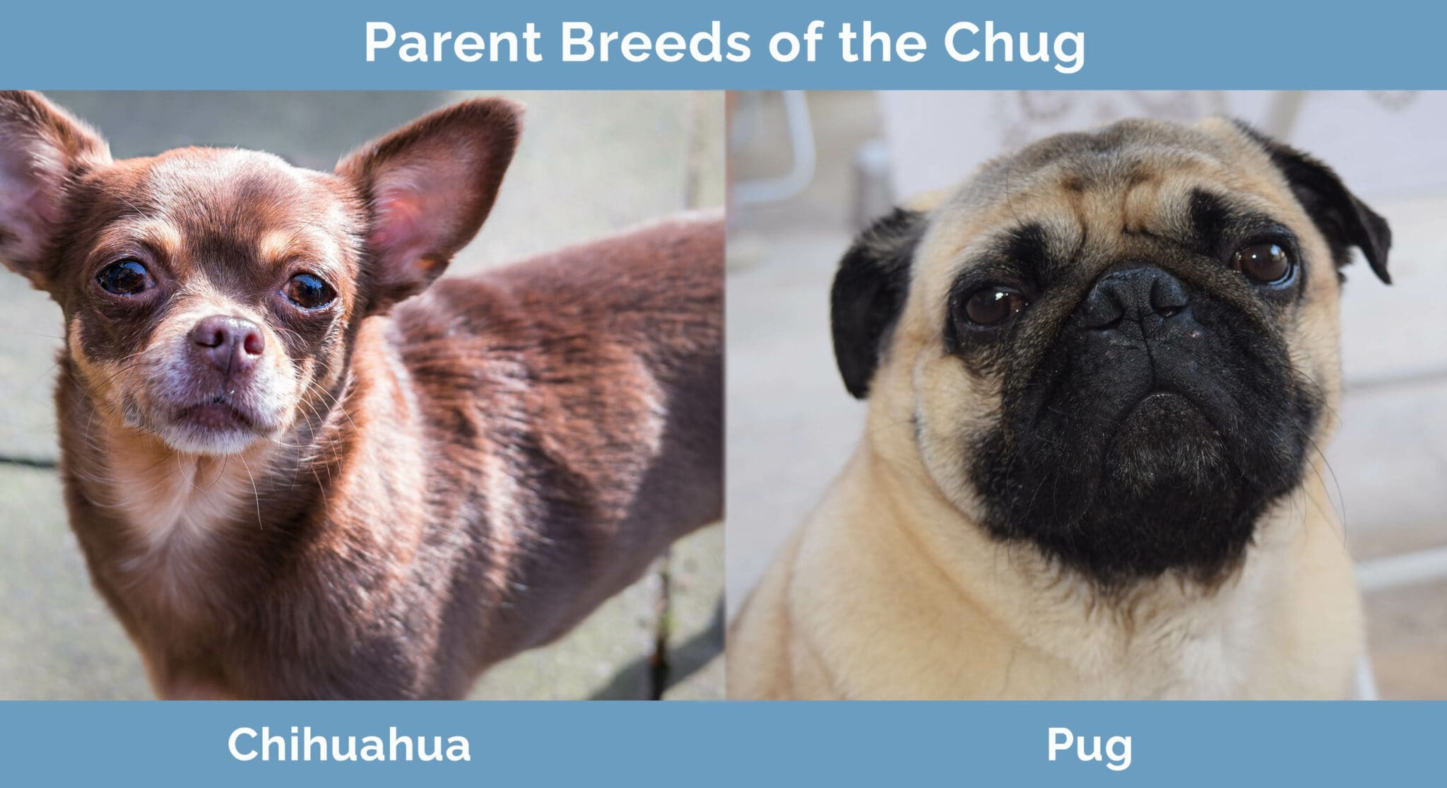 Chug Dog (Chihuahua & Pug Mix): Info, Pictures, Facts, Traits | Hepper ...