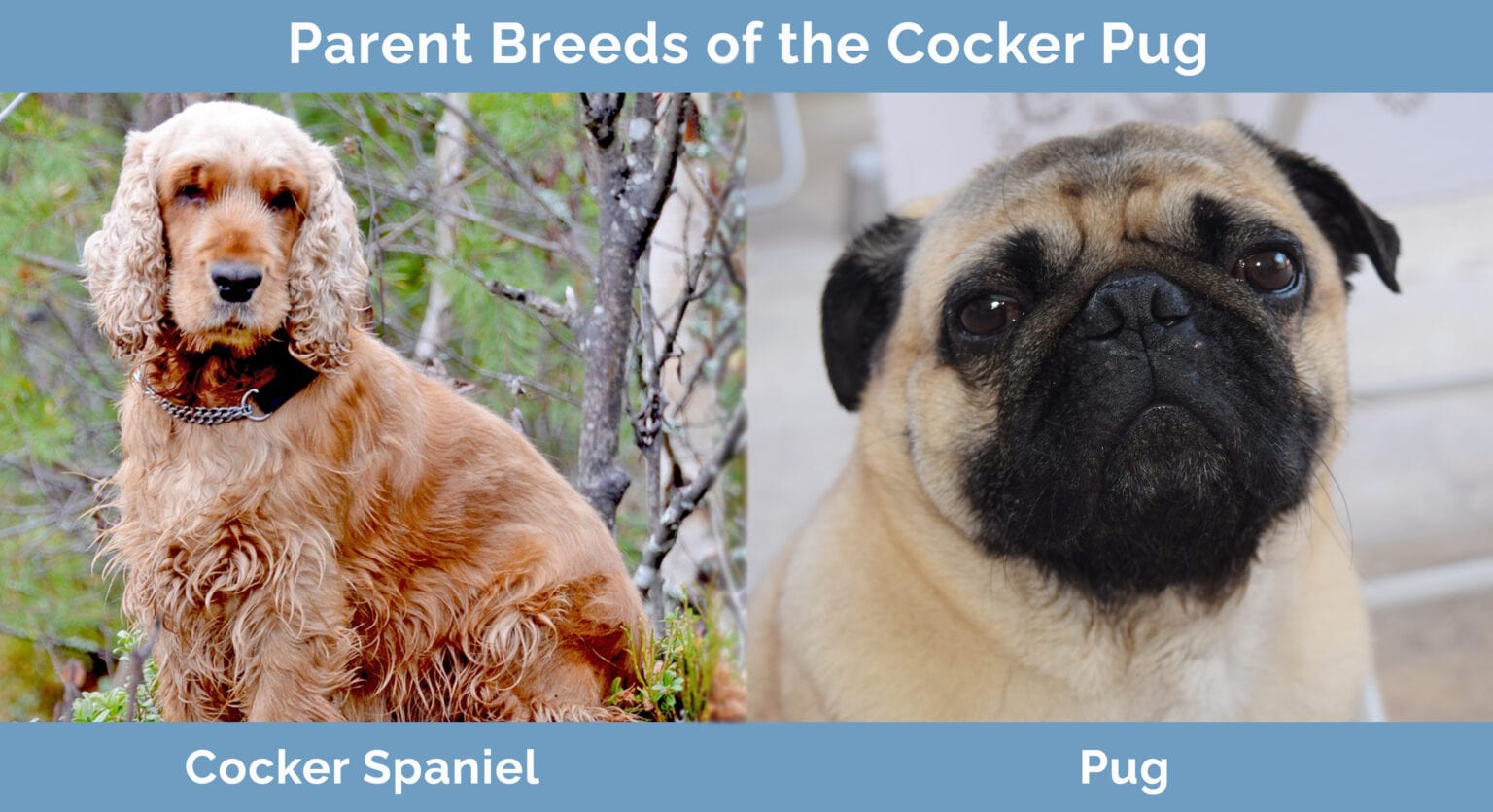 Cocker Pug (Cocker Spaniel & Pug Mix): Info, Pictures, Facts | Hepper ...