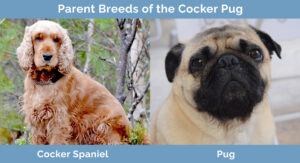 Cocker Pug (Cocker Spaniel & Pug Mix): Info, Pictures, Facts | Hepper ...